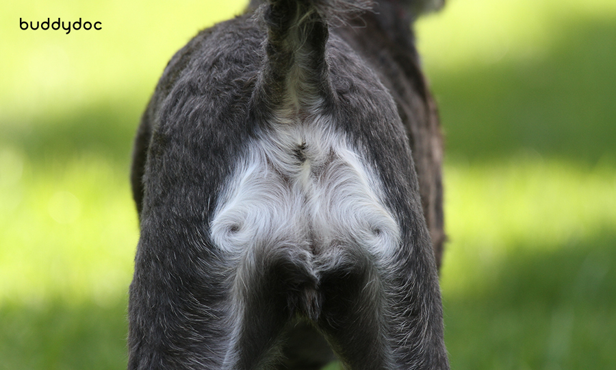 Anal Sac Disease in Dogs - Causes, Symptoms, and Treatments | Buddydoc | Buddydoc