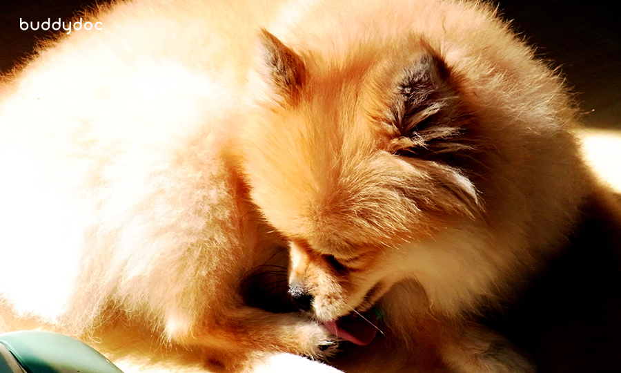 Balanoposthitis in Dogs - Causes, Symptoms, and Treatment Options ...