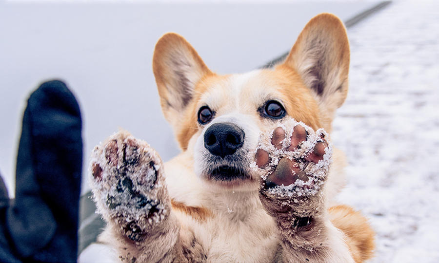 Can Dogs Get Frostbite? Signs of Frostbite to Look for in Dogs | Buddydoc