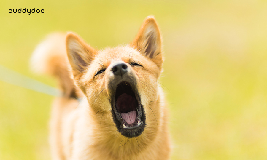 How to Read Your Dog’s Body Language - Understanding Canine Behavior ...