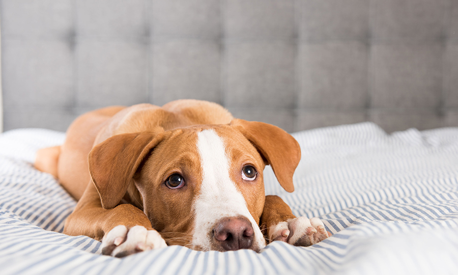Hypertrophic Osteopathy in Dogs - Causes and Symptoms | Buddydoc